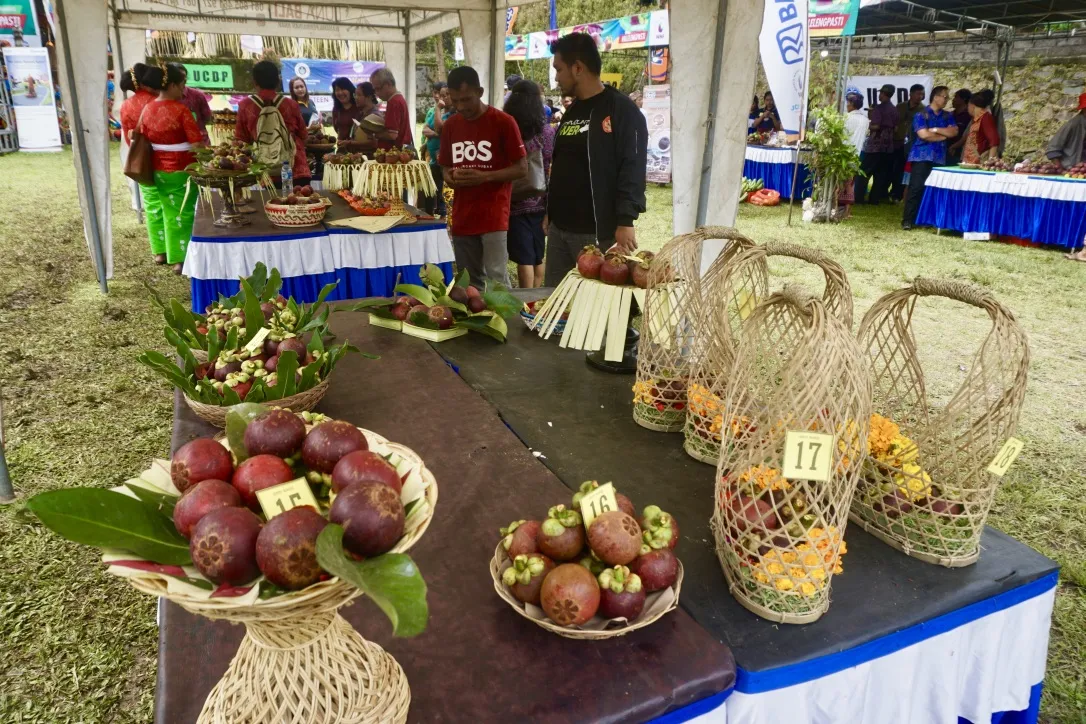 Imlek Bikin Ekspor Manggis Bali Naik 700%, Permintaan Musiman dari ...